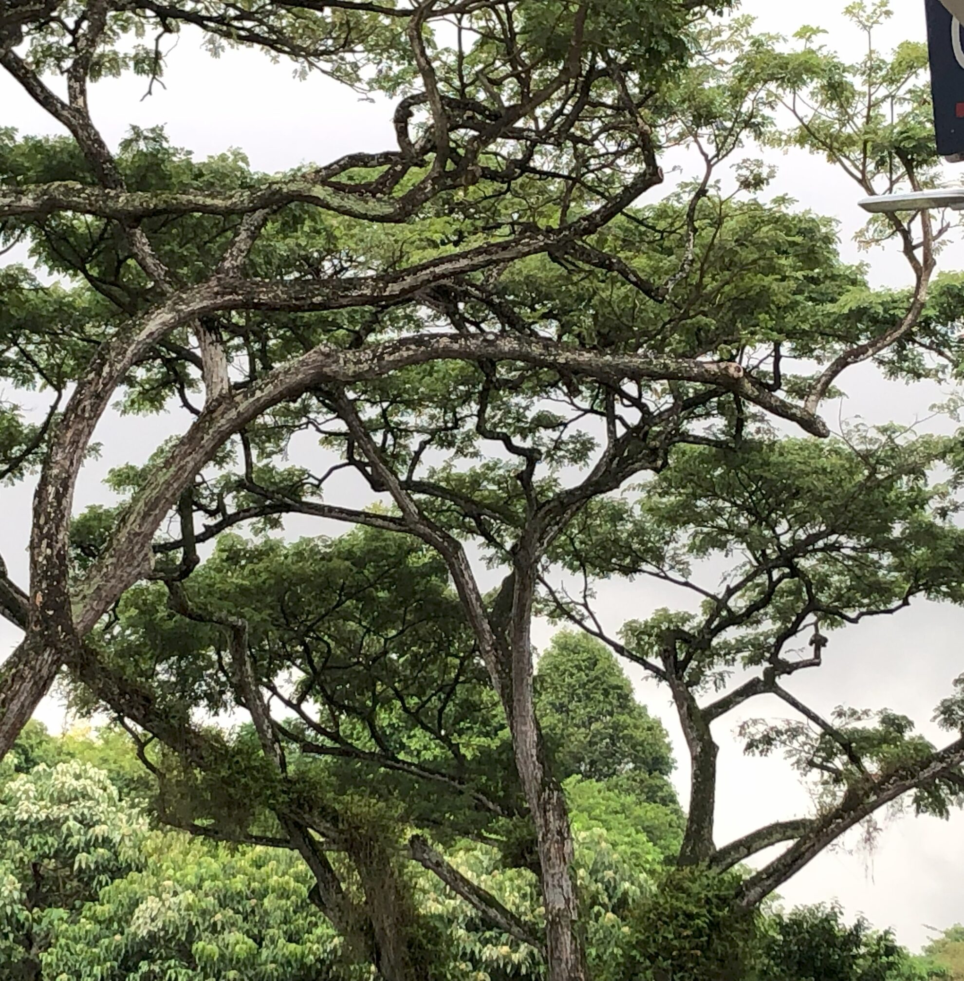 Resting under the tree of non-doing & unbeing – Toby Ouvry Meditation