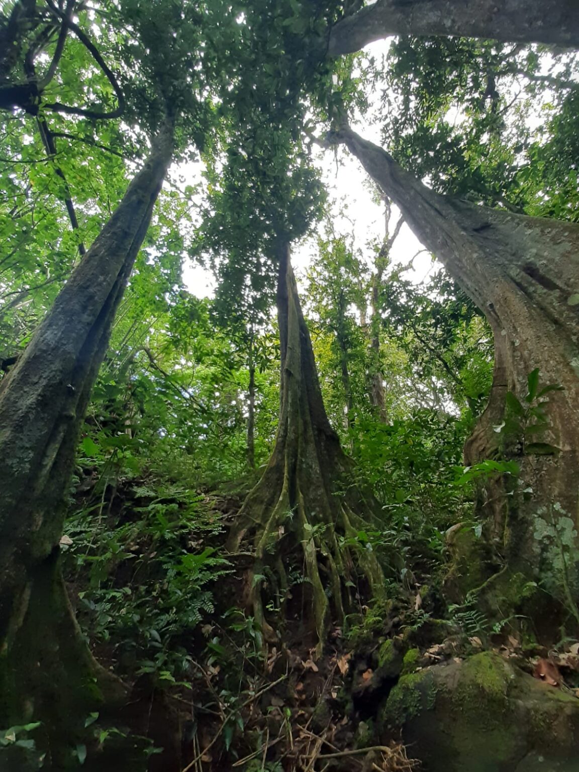 On mindful visualization & envisioning (And tree meditation recording ...